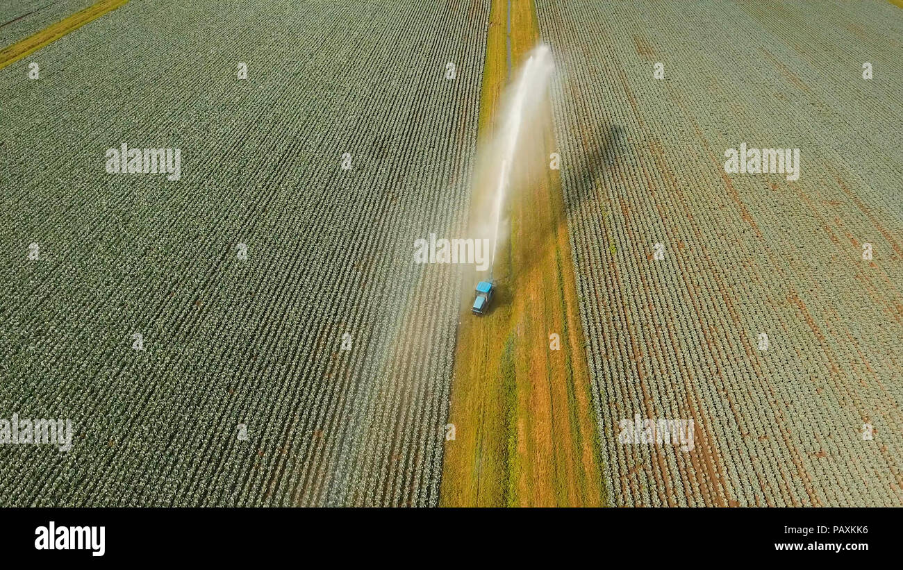 Aerial view: Irrigation equipment watering cabbage field. Irrigation ...