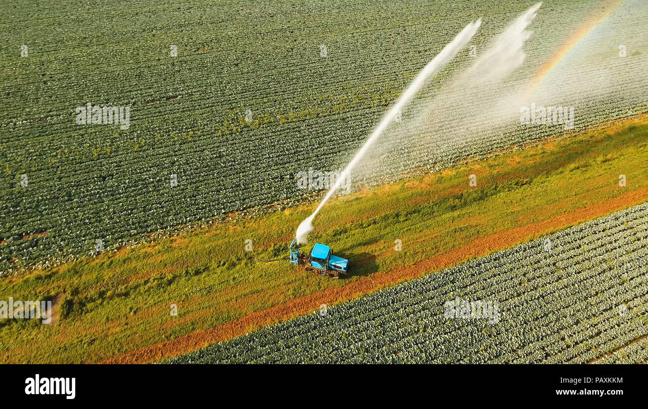 Aerial view: Irrigation equipment watering cabbage field. Irrigation ...