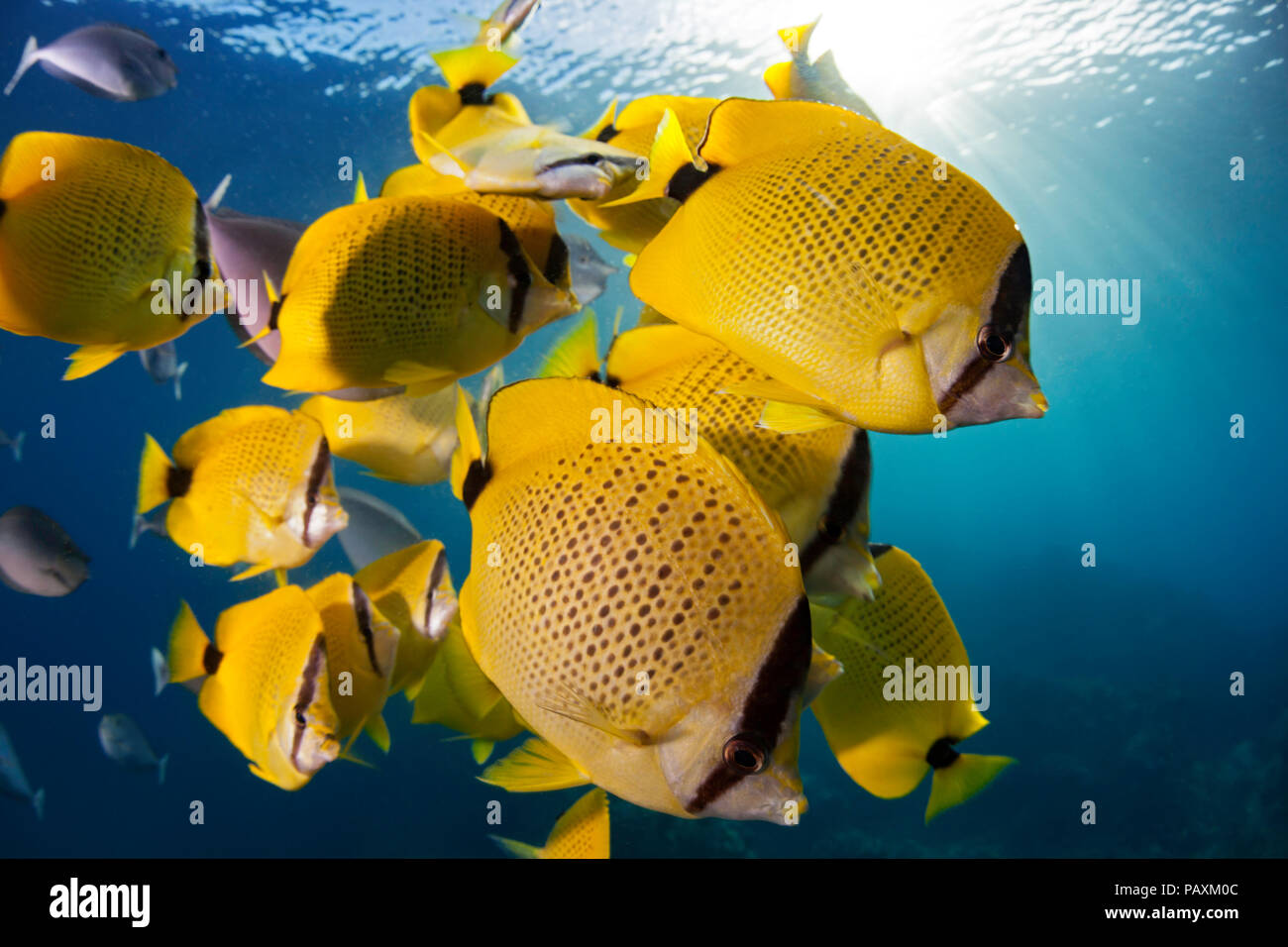 Schooling milletseed butterflyfish, Chaetodon miliaris, endemic. Hawaii ...