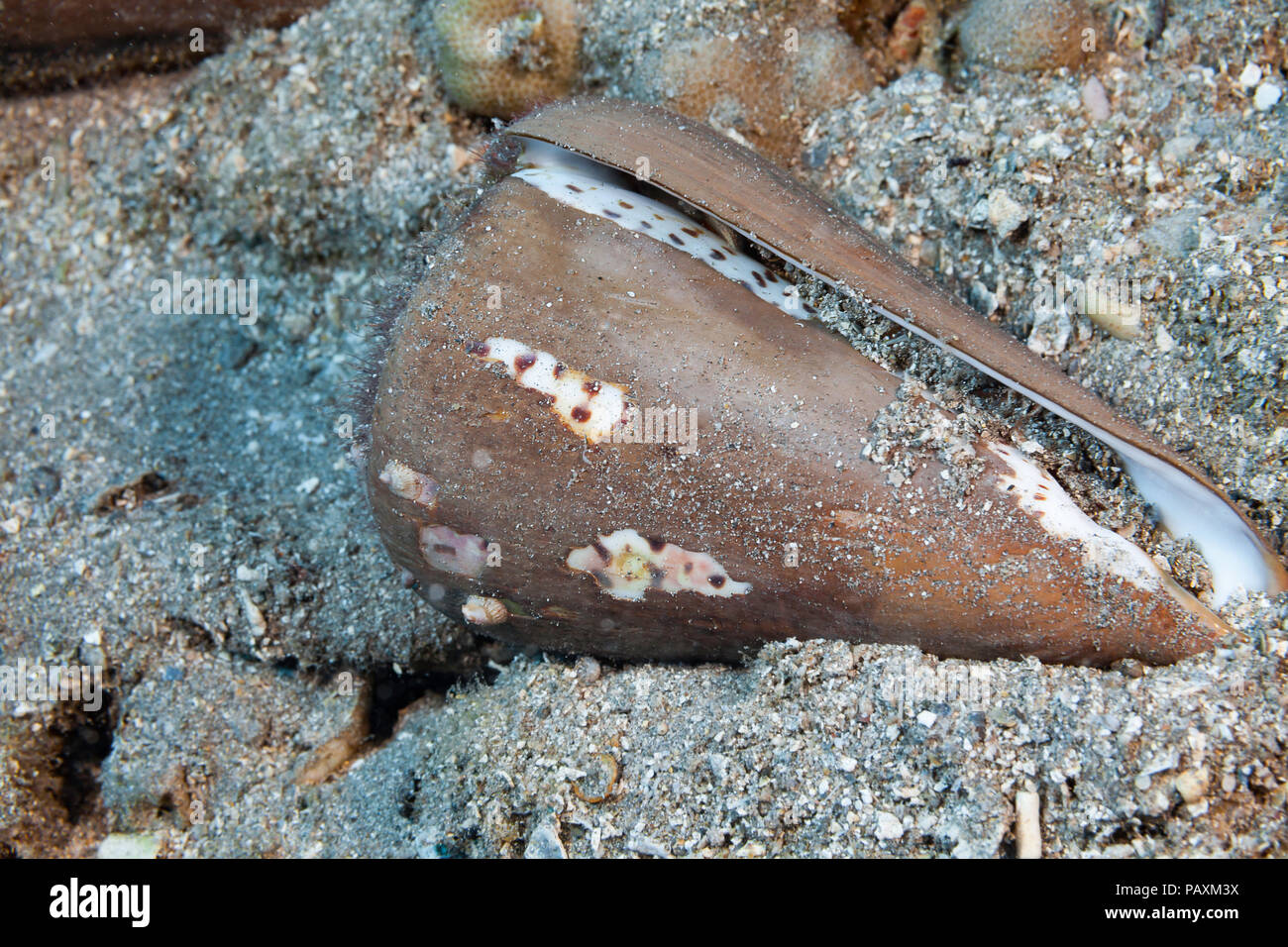 The leopard cone, Conus leopardus, is a common intertidal and shallow ...