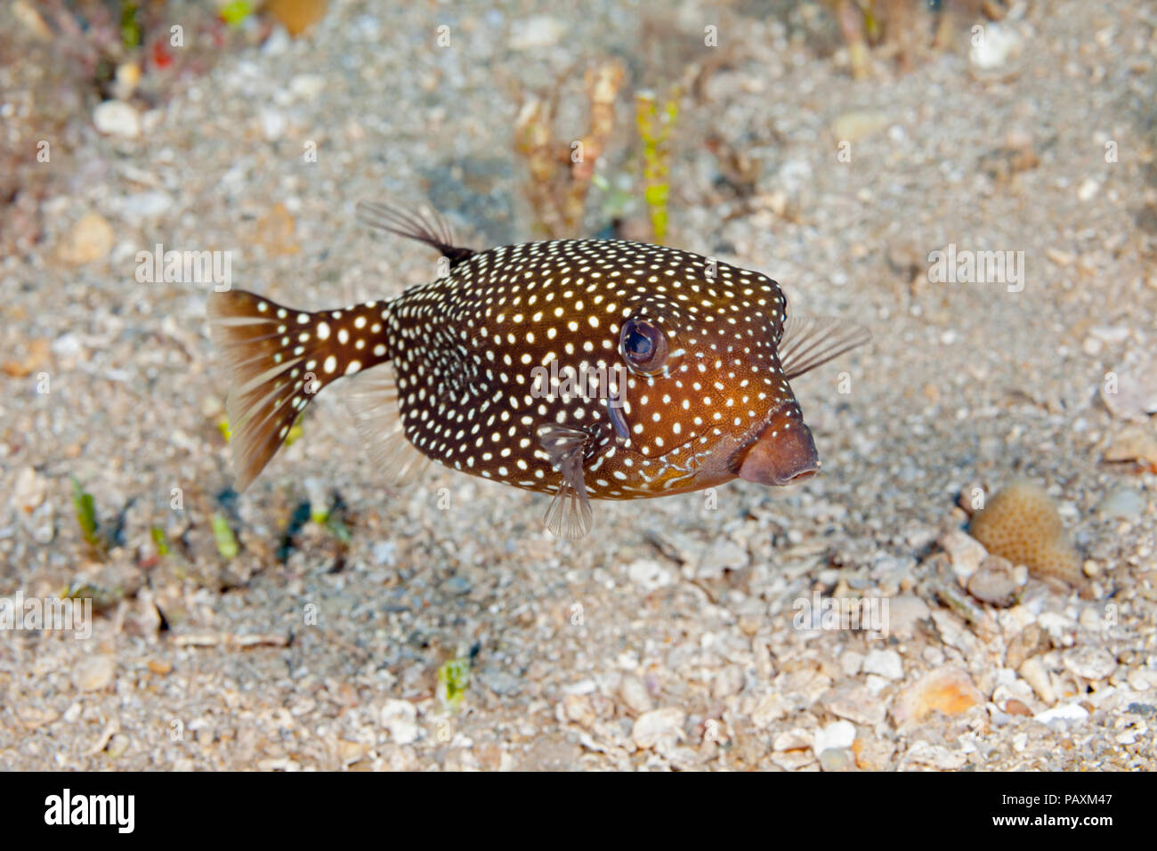 Ostracion meleagris hi-res stock photography and images - Alamy