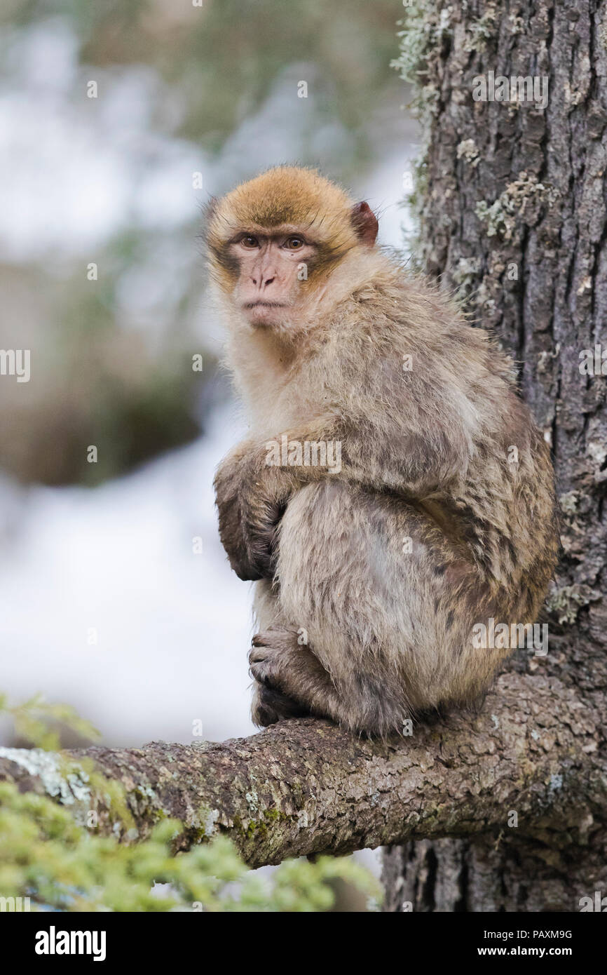 Barbary Macaque (Macaca sylvanus), immature sitting on a Lebanon Cedar ...