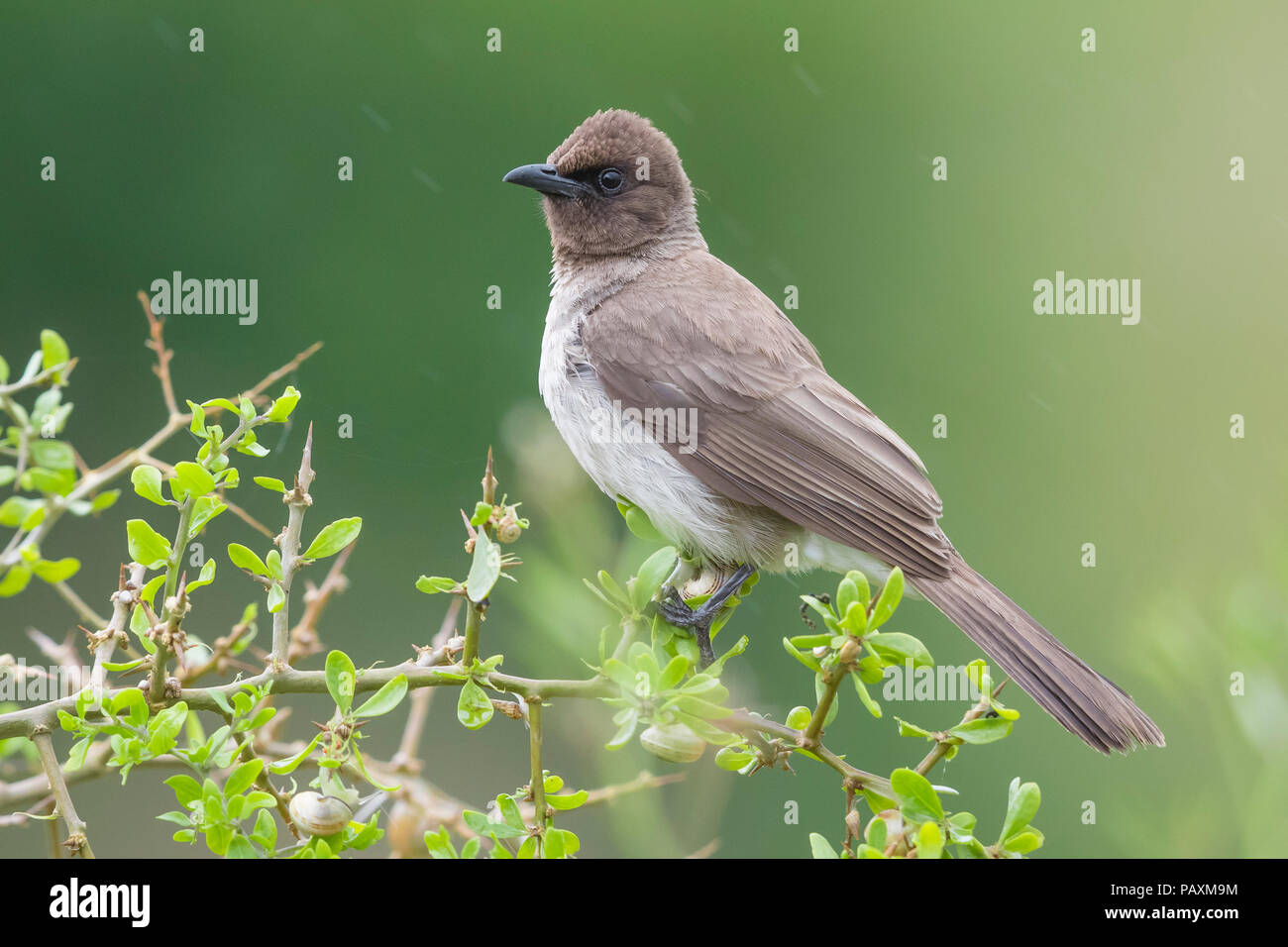 Bulbul golanera hi-res stock photography and images - Alamy