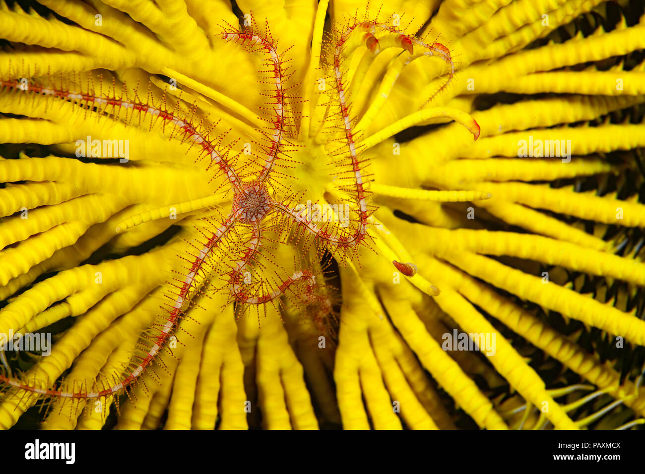 Ophiothrix sp hi-res stock photography and images - Alamy