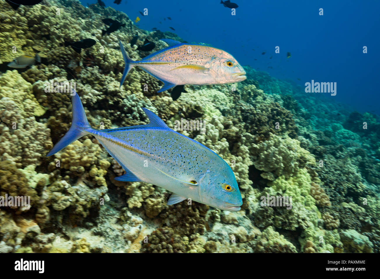 School of bluefin trevally hi-res stock photography and images - Alamy