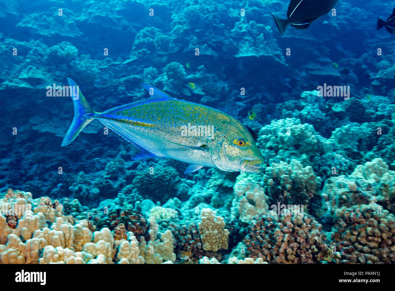 Bluefin trevally or jack, Caranx melampygus, Hawaii Stock Photo - Alamy