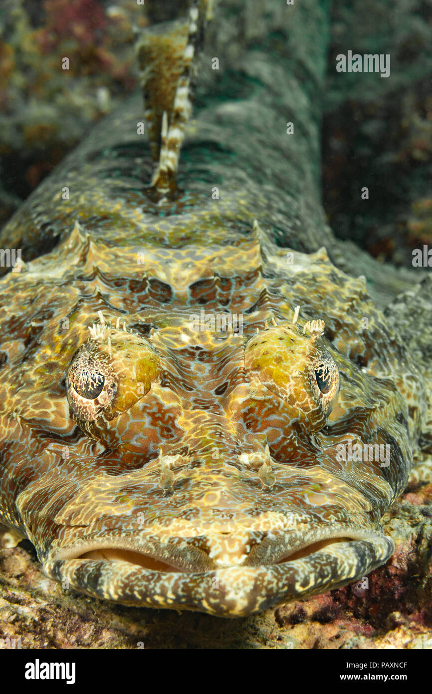 Crocodile fish, Cymbacephalus beauforti, off the island of Yap ...