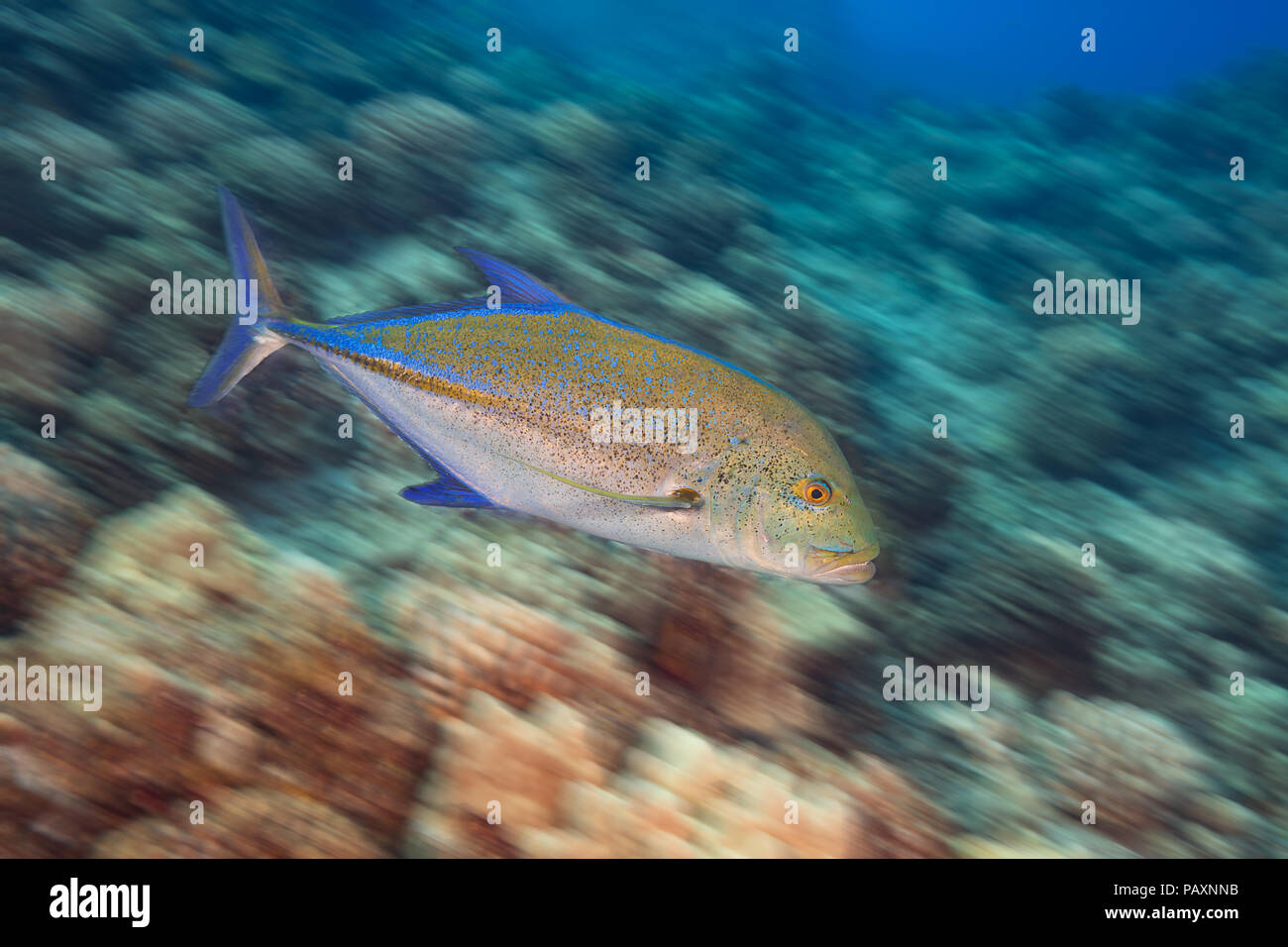 A motion blurred image of a bluefin trevally or jack, Caranx melampygus ...