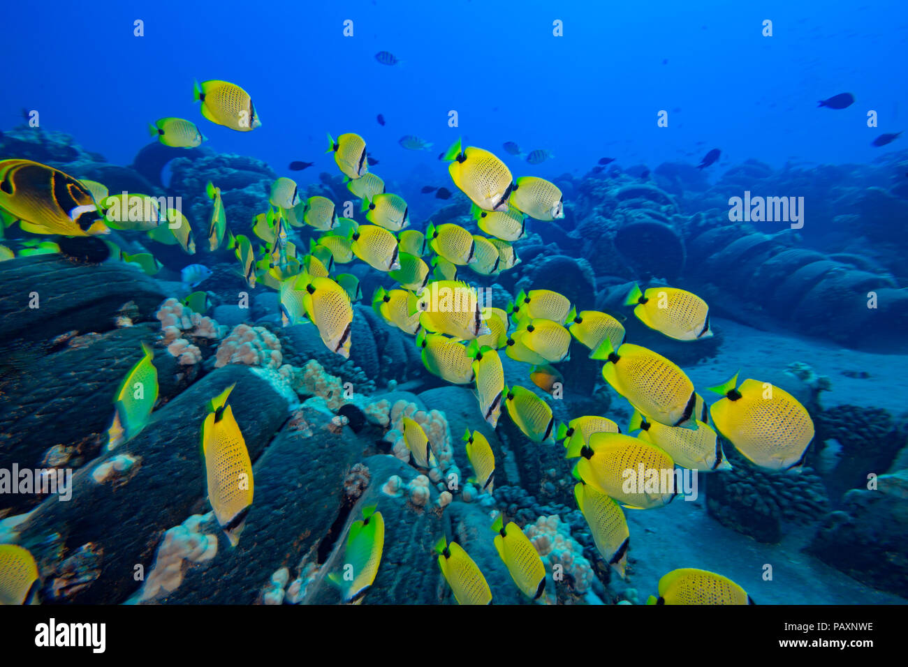 These endemic schooling milletseed butterflyfish, Chaetodon miliaris ...