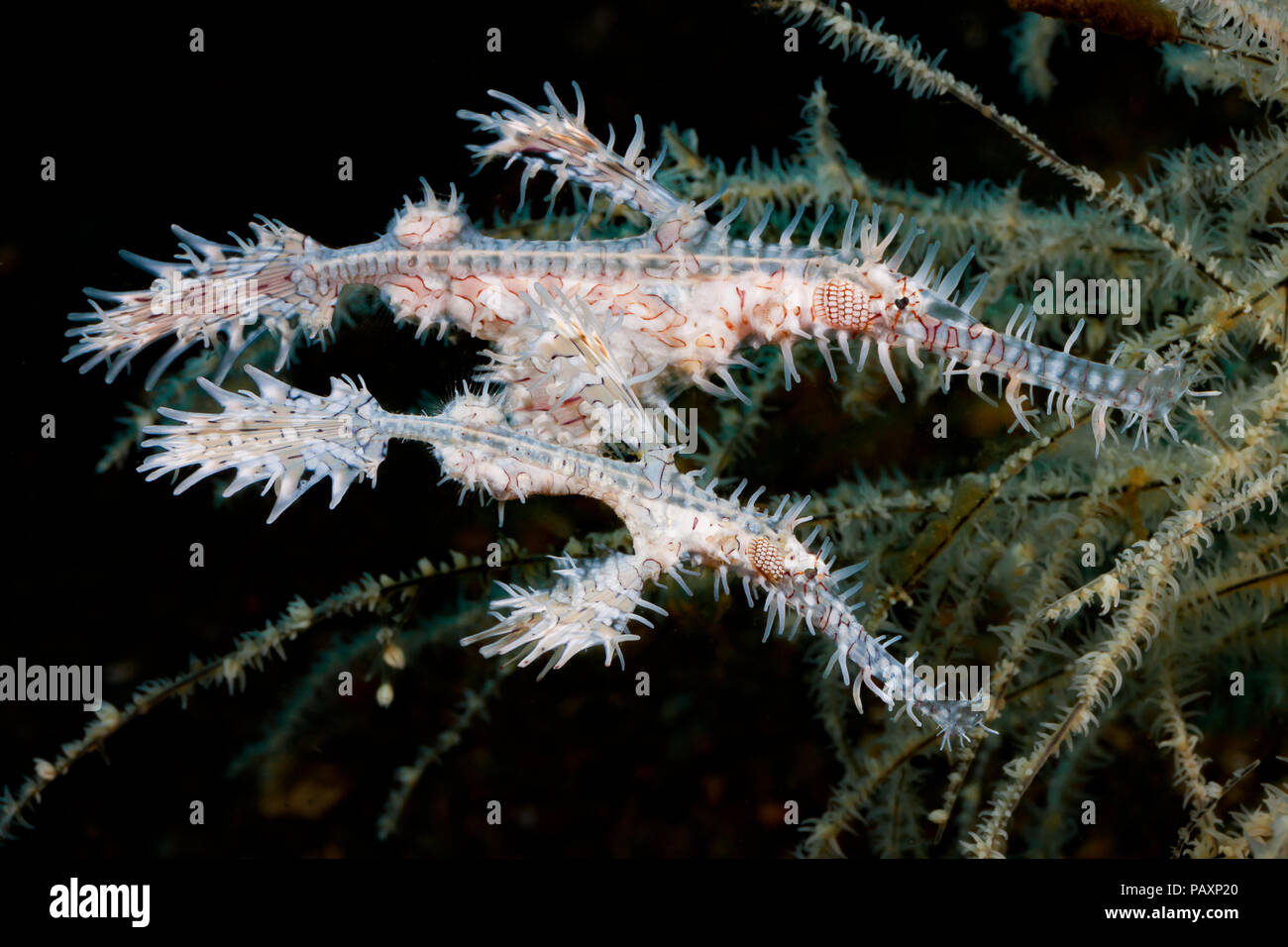 Harlequin ghostpipefish hi-res stock photography and images - Alamy