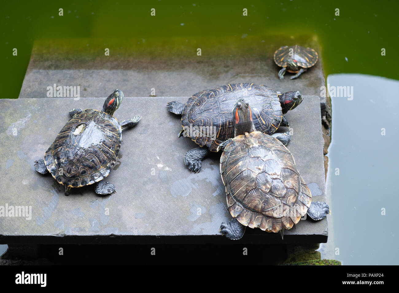 Group Turtles High Resolution Stock Photography and Images - Alamy