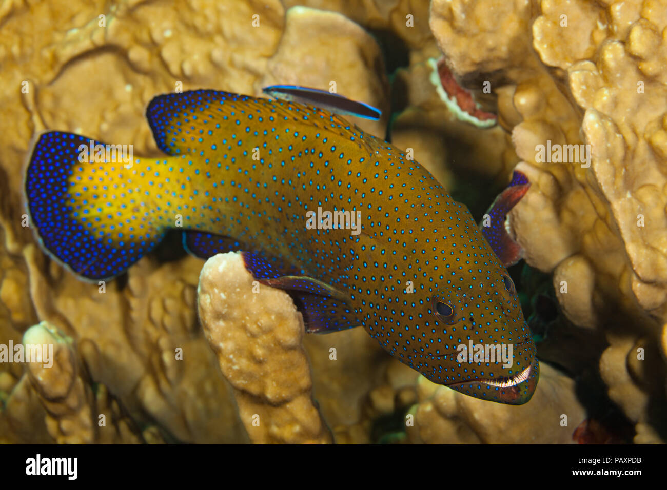 Peacock grouper, Cephalopholis argus, at a cleaning station off the ...