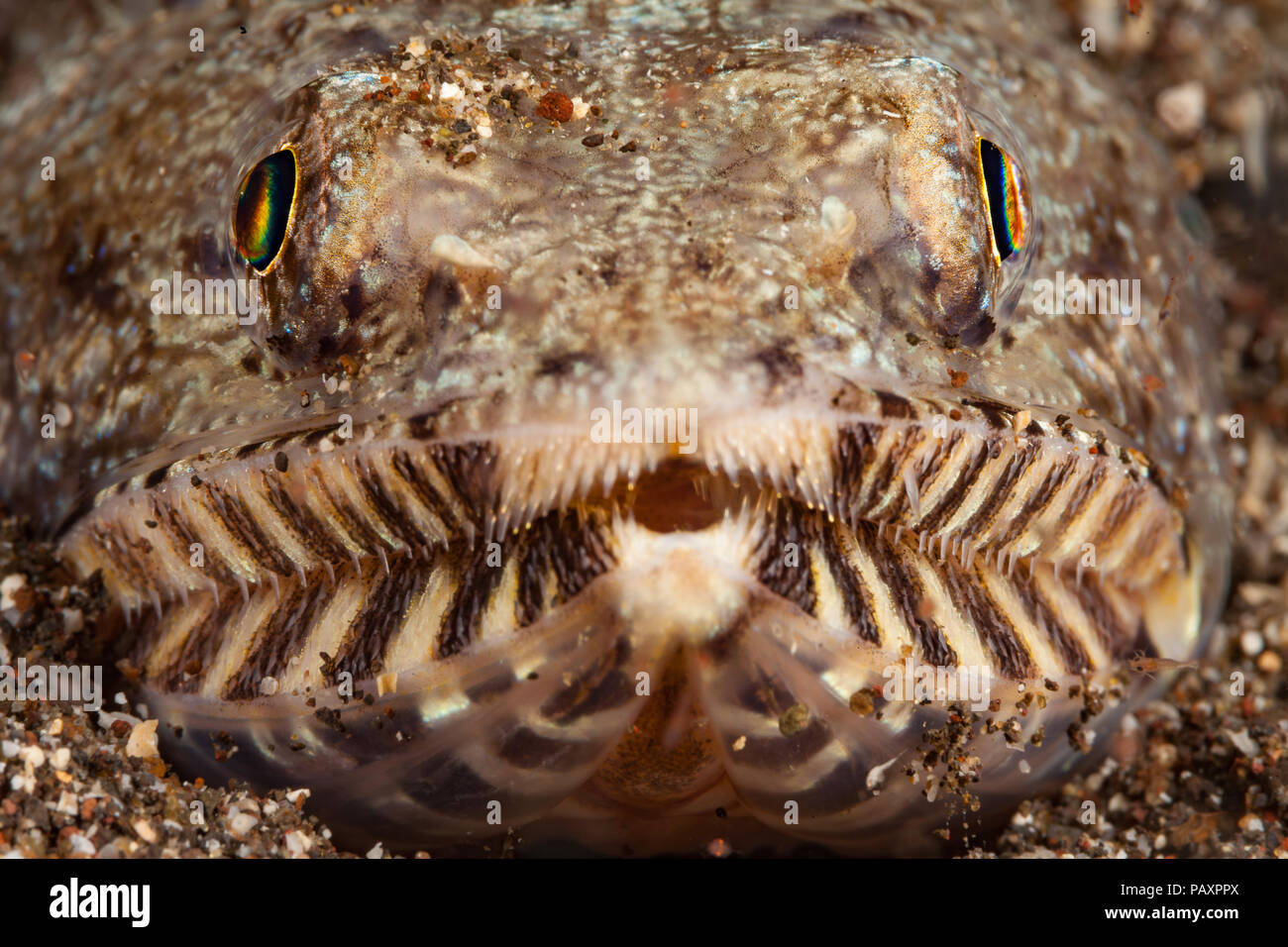 The twospot lizardfish, Synodus binotatus, is an ambush predator often ...