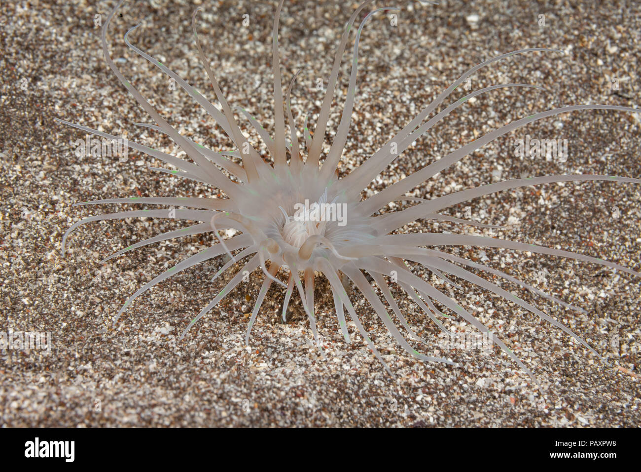 Arachnanthus sp hi-res stock photography and images - Alamy