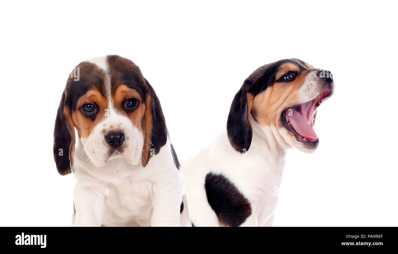 Two beautiful beagle puppies hi-res stock photography and images - Alamy