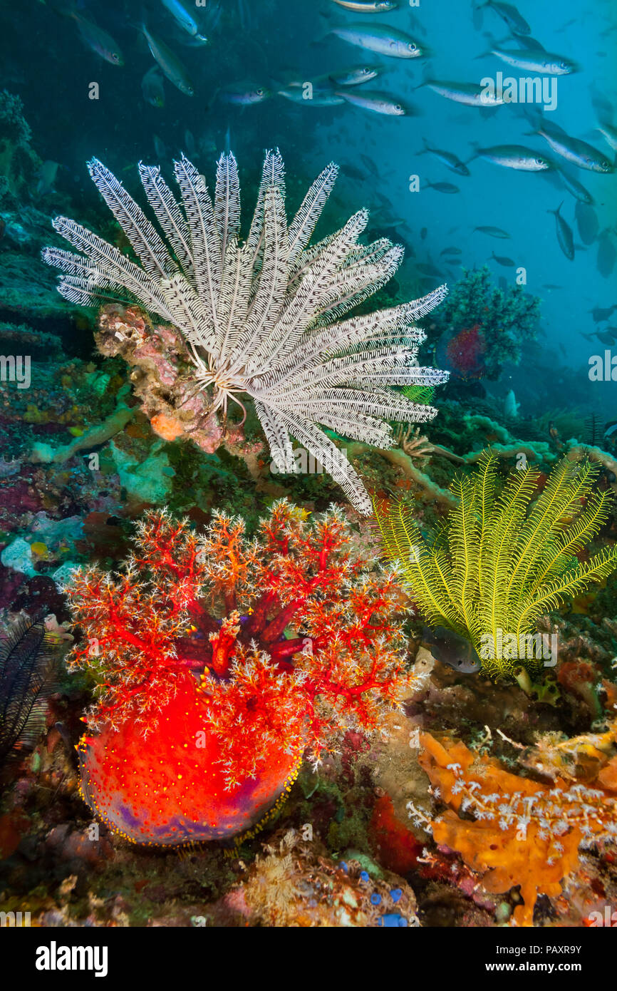 A living rainbow of color, this Sea Apple sea cucumber ...