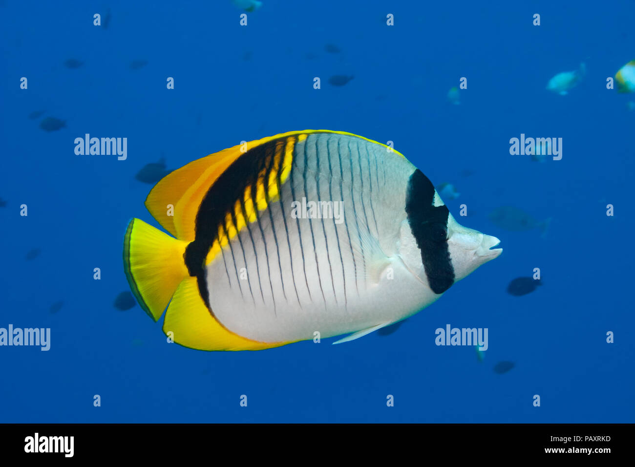 The lined butterflyfish, Chaetodon lineolatus, is unusual to find in ...