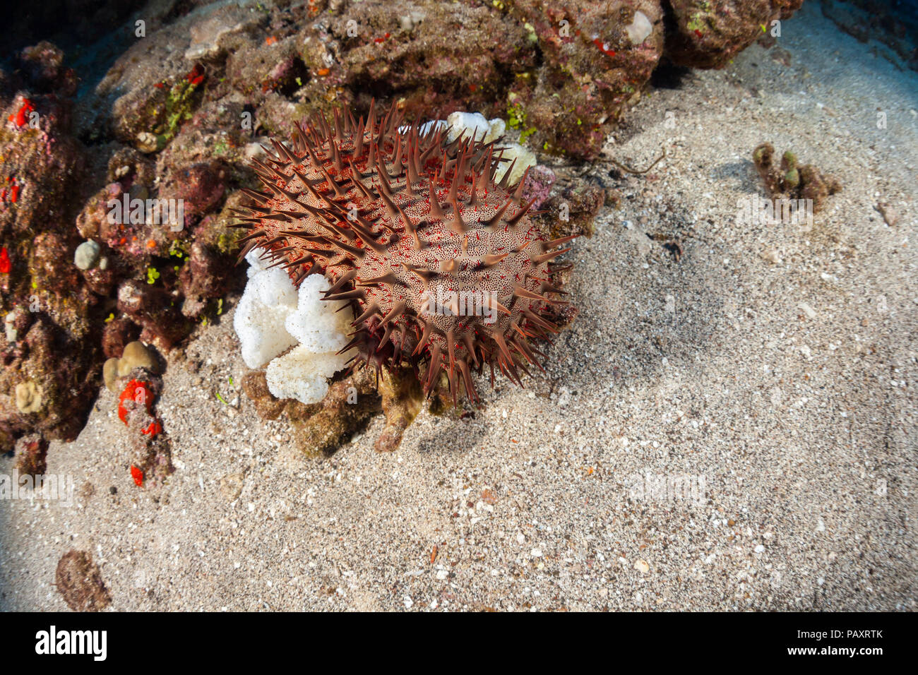 Tube feet starfish hi-res stock photography and images - Alamy