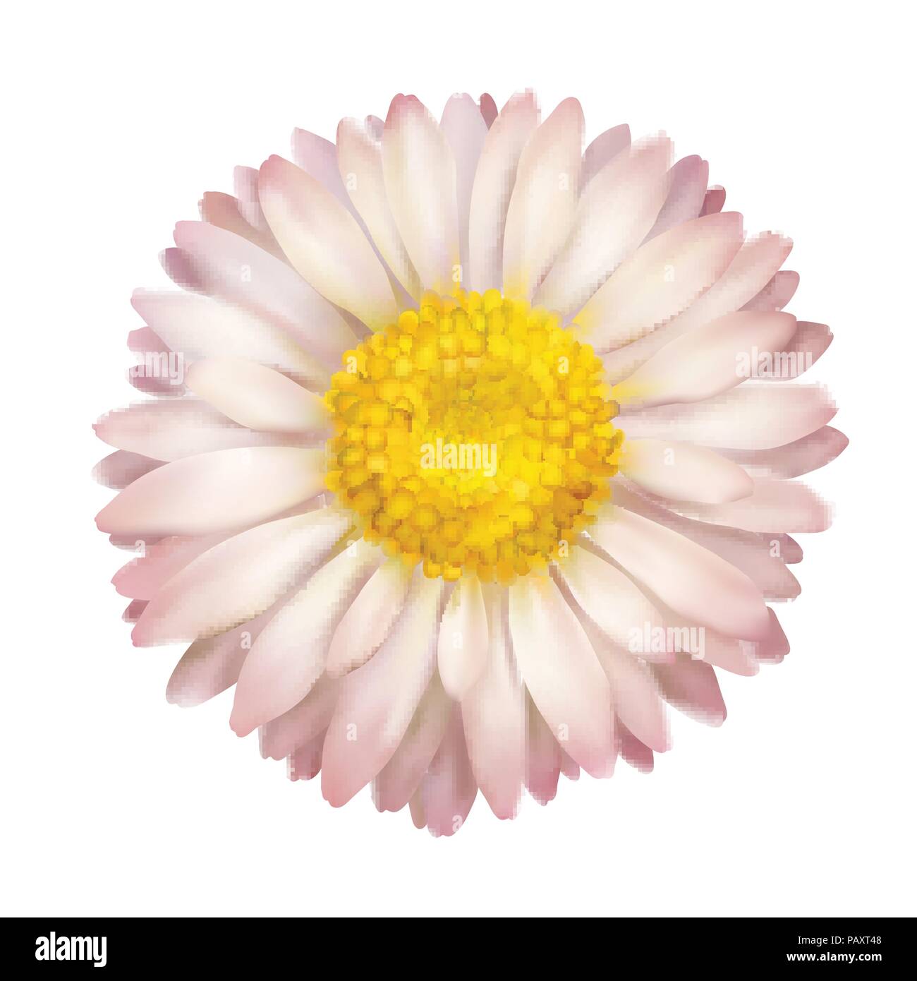 Daisy flower isolated, vector illustration Stock Vector Image & Art - Alamy