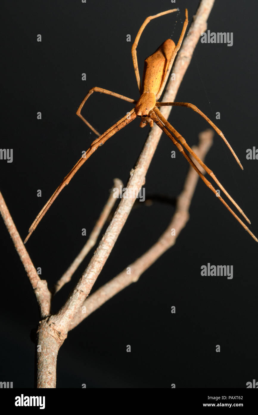 Rufous Net-casting Spider Stock Photo - Alamy