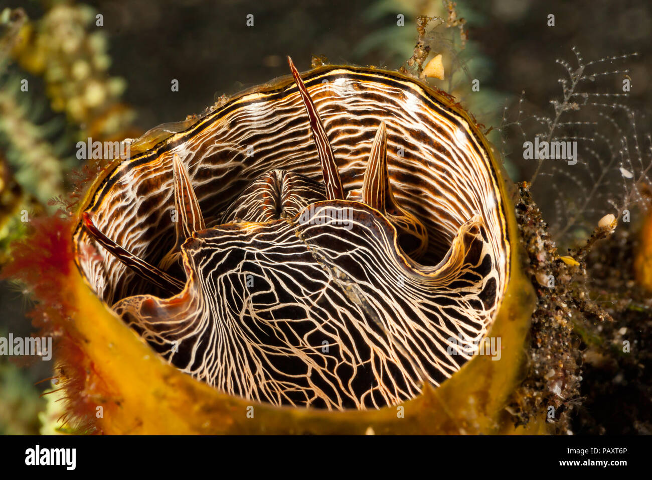 The grand coral worm snail or shell, Serpulorbis grandis, lives in a ...