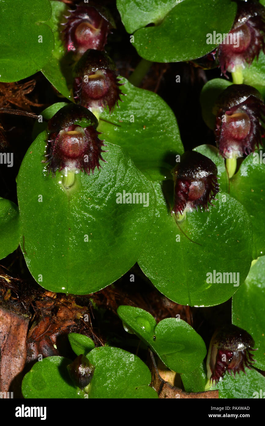 Wild orchids growing on tree hi-res stock photography and images - Alamy