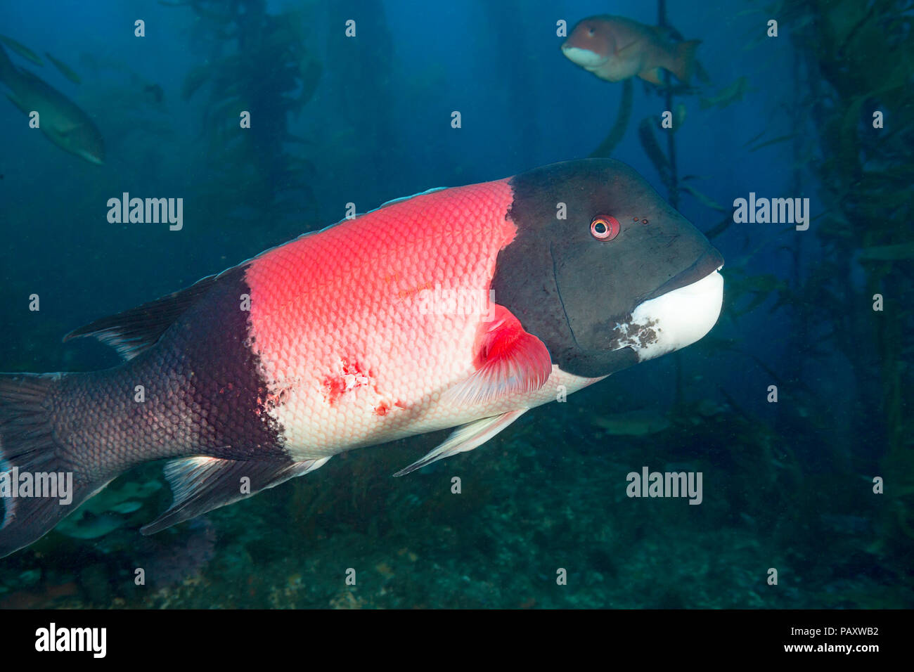 Male sheephead hi-res stock photography and images - Alamy