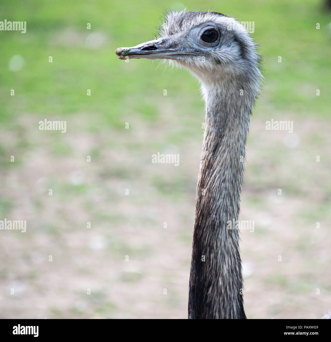 A close up Portrait of a Greater Rhea Stock Photo - Alamy
