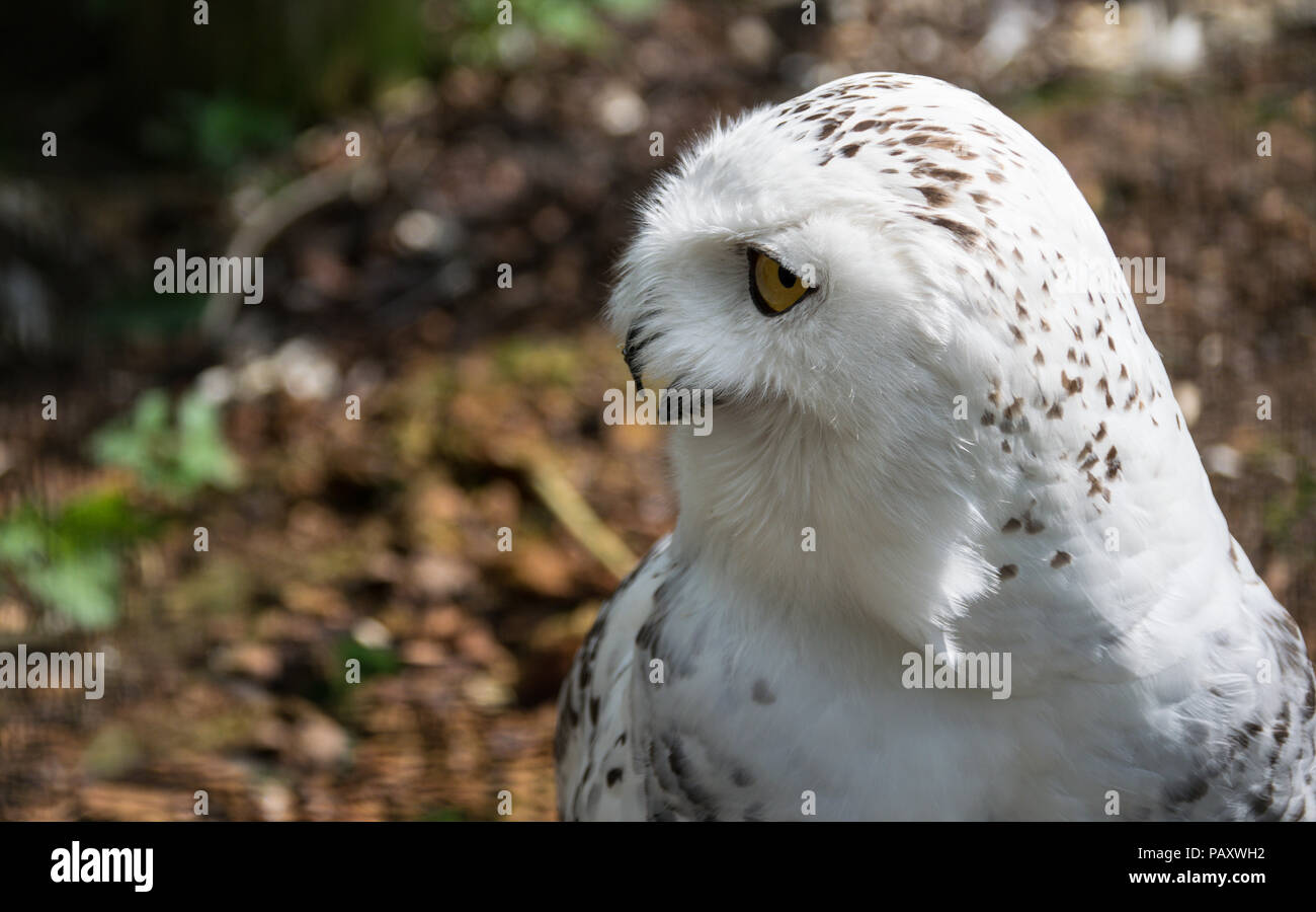 Beautiful snowy owl hi-res stock photography and images - Alamy
