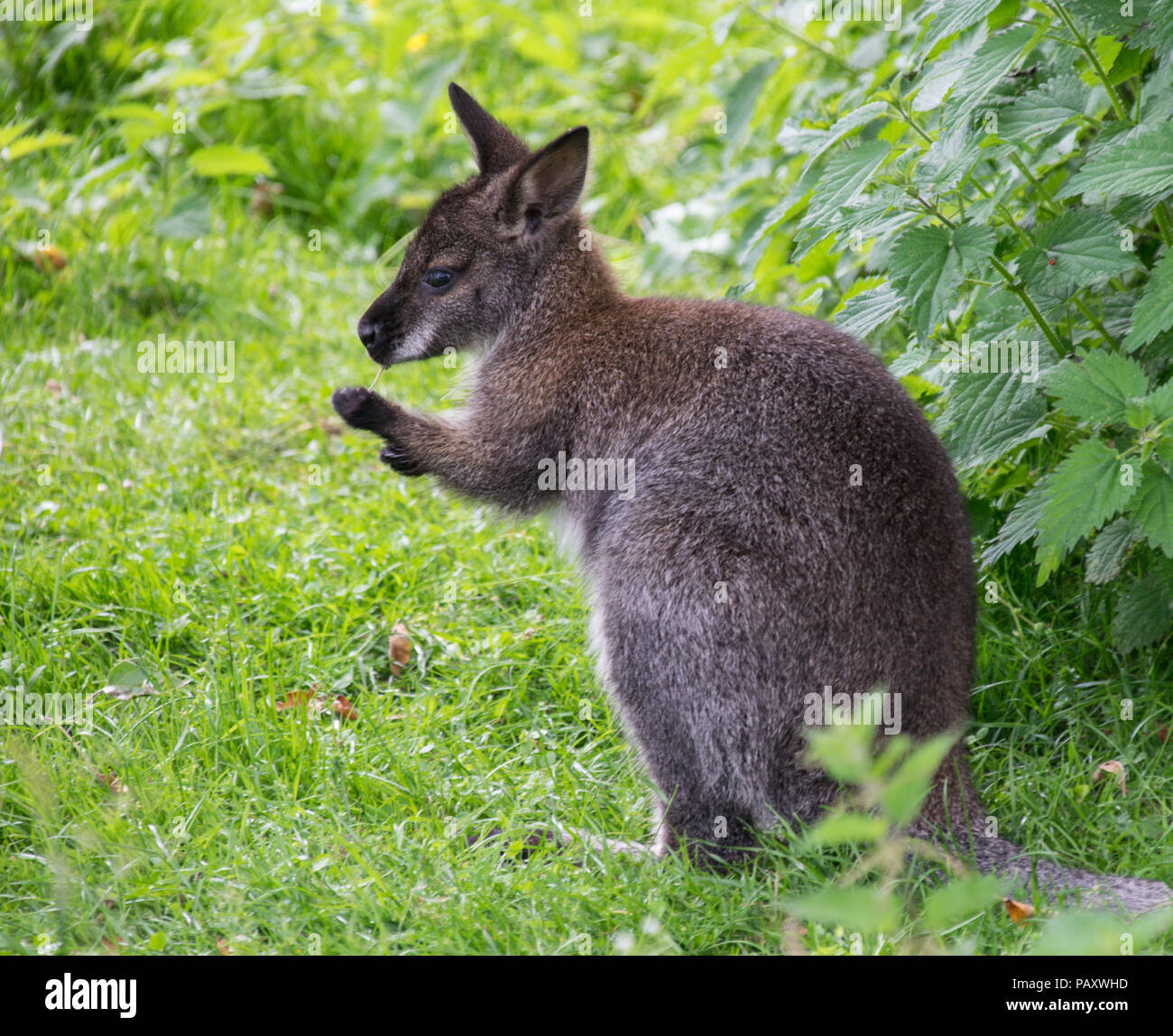 Eating a blade of grass hi-res stock photography and images - Alamy