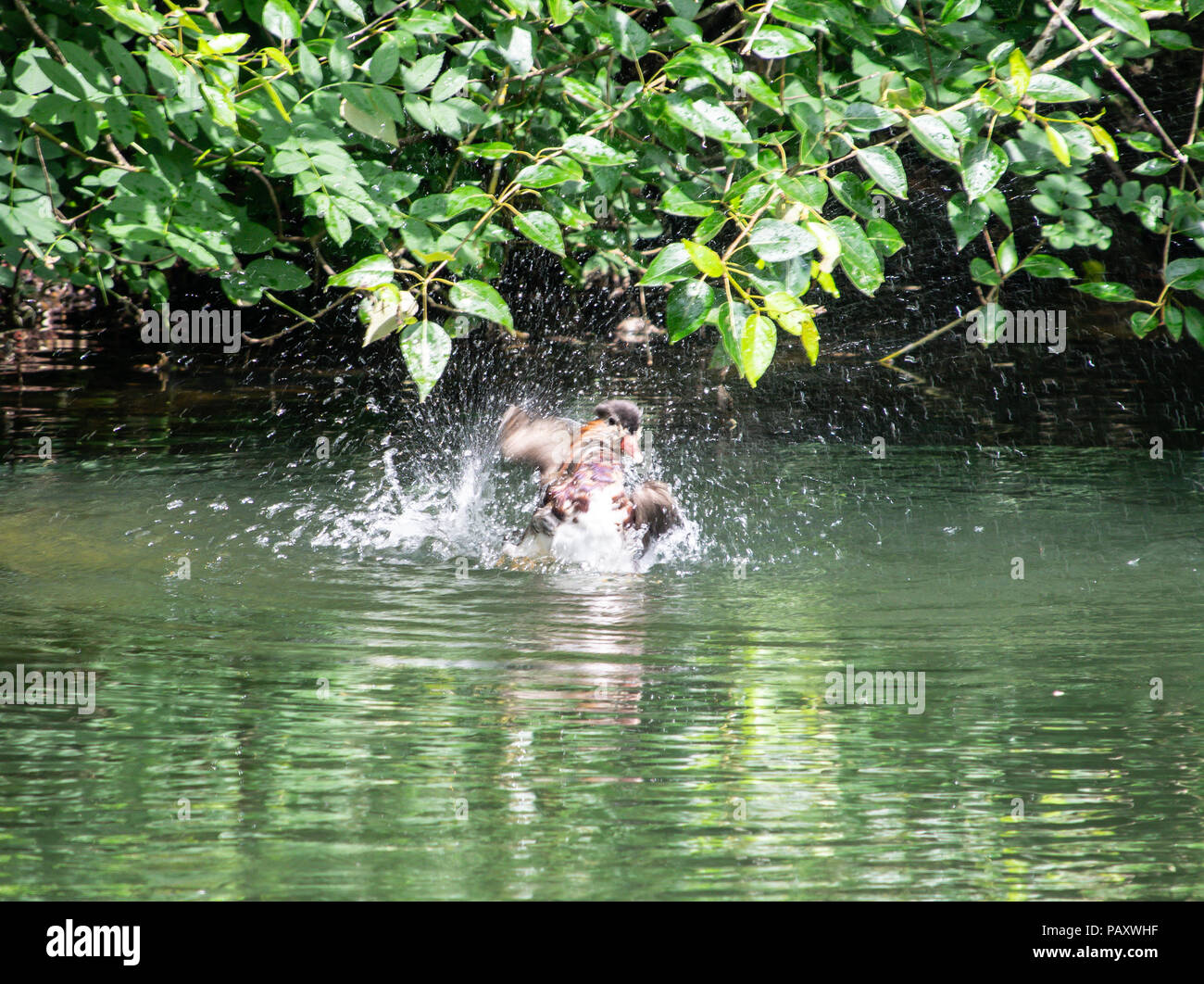 Mandarin duck bathing hi-res stock photography and images - Alamy