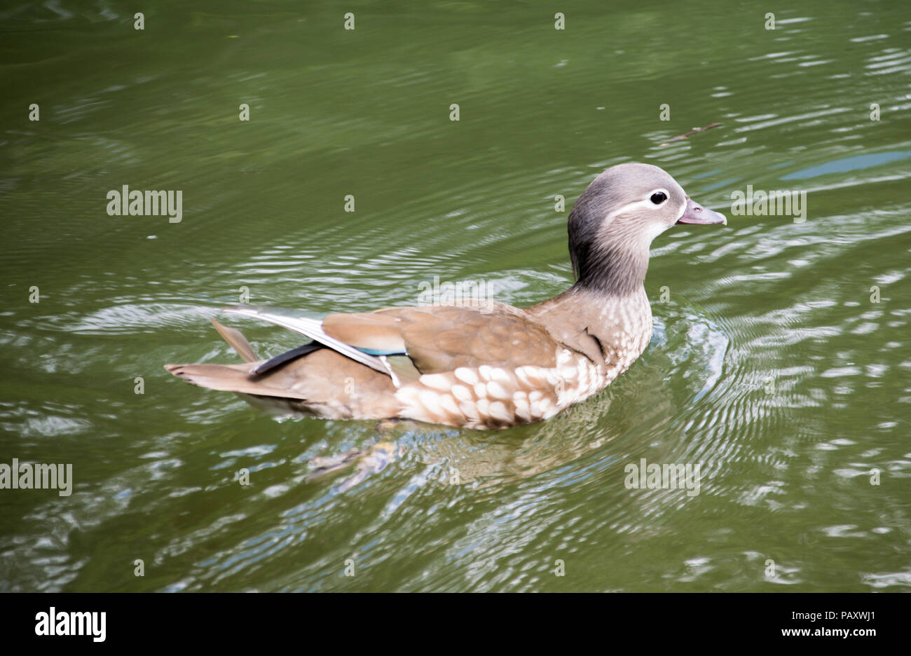 Mandarin duck hen hi-res stock photography and images - Alamy