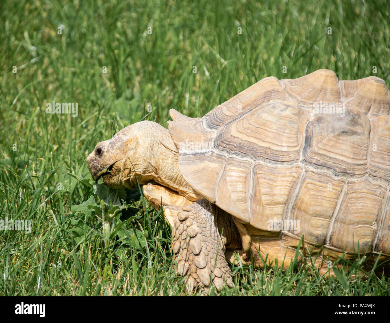 A Giant Tortoise grazing on grass Stock Photo - Alamy