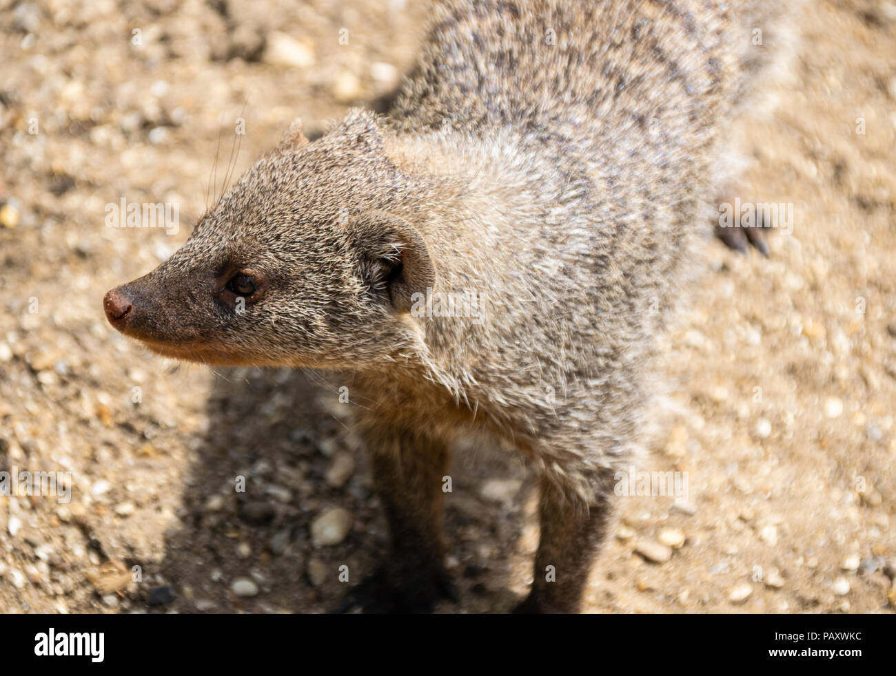 A portrait of a Banded Mongoose Stock Photo - Alamy