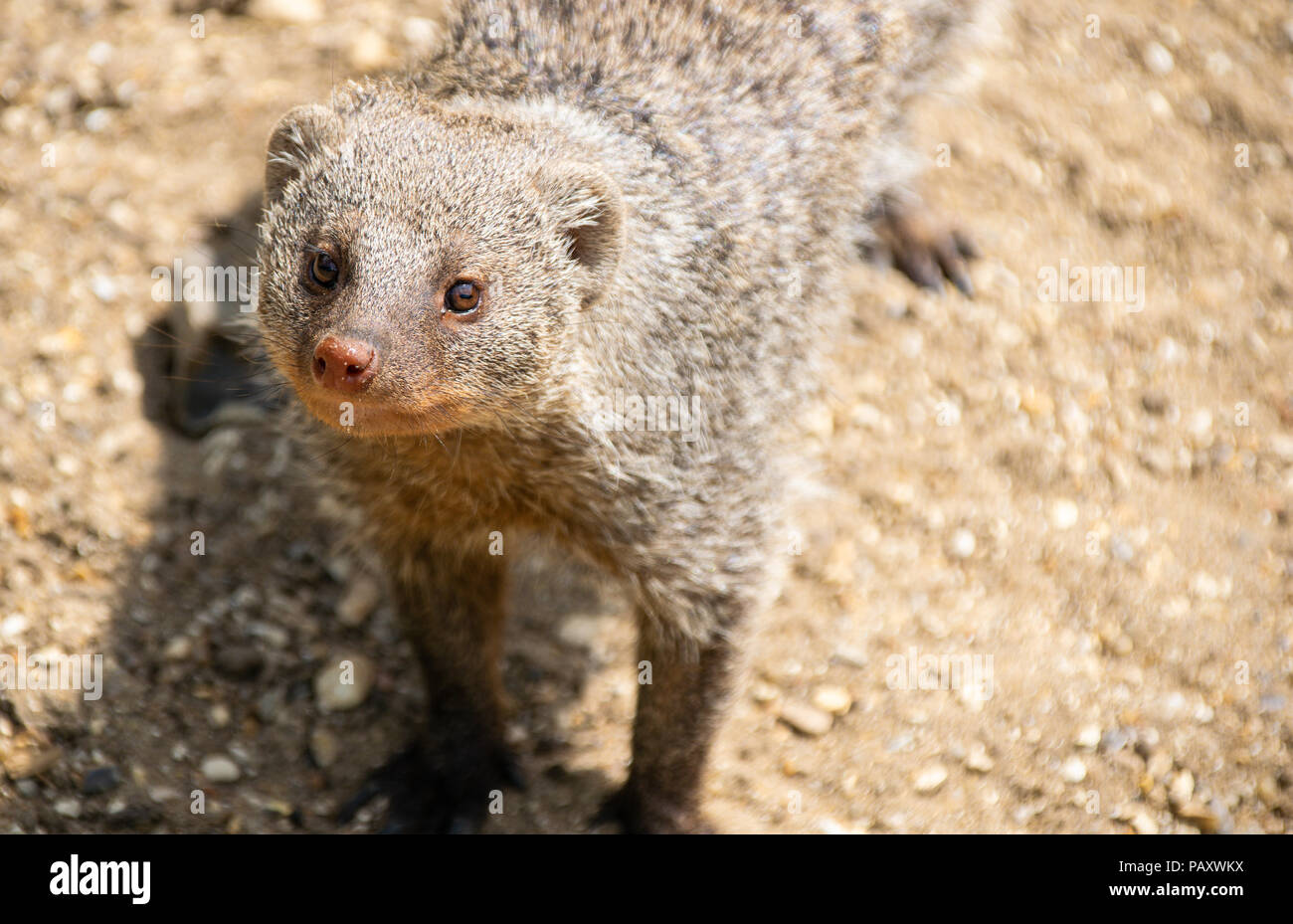 A portrait of a Banded Mongoose Stock Photo - Alamy