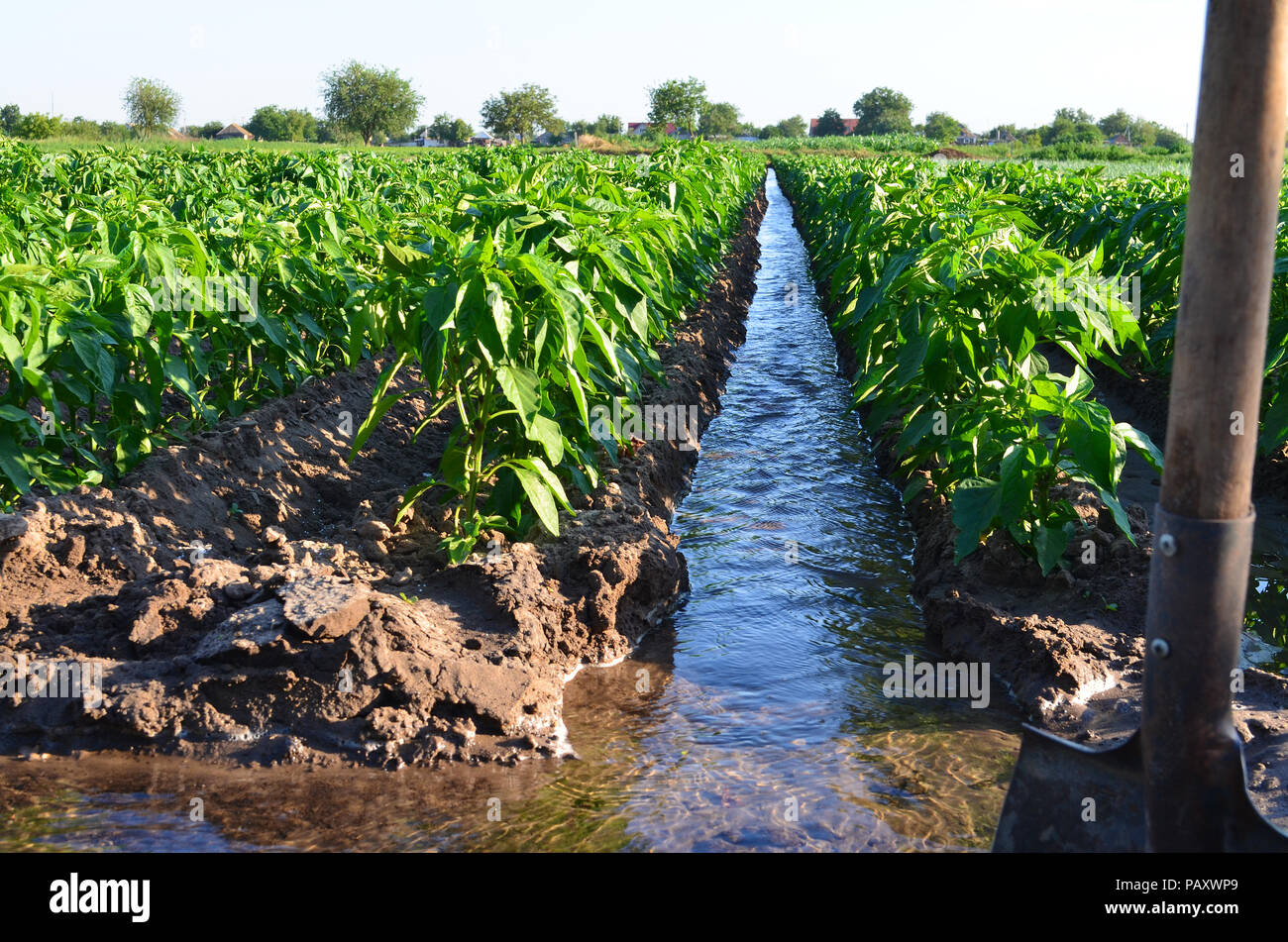 watering of agricultural crops, countryside, natural watering, village ...