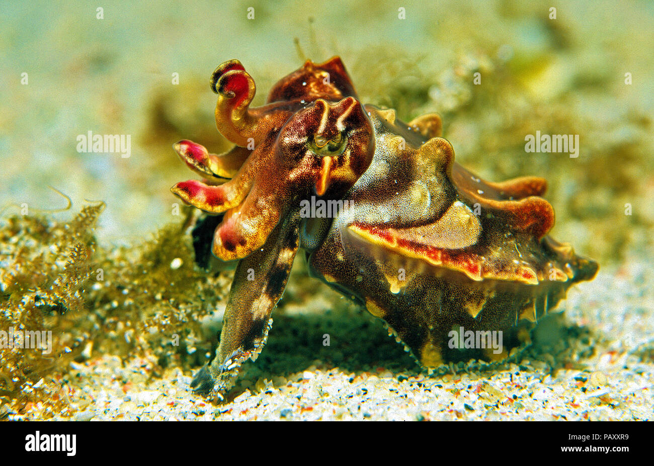 Flamboyant Cuttlefish Mating