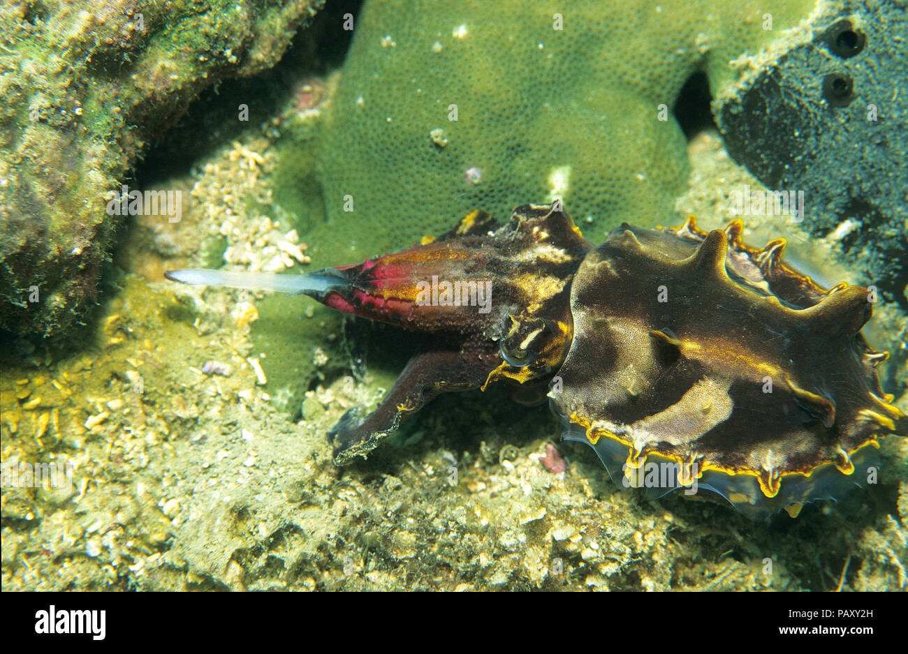 Flamboyant cuttlefish or Pfeffer's flamboyant cuttlefish (Metasepia ...