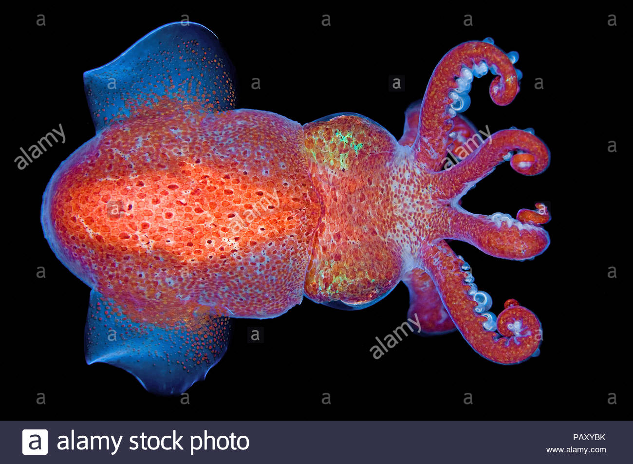 Bobtail Squid Stock Photos & Bobtail Squid Stock Images - Alamy