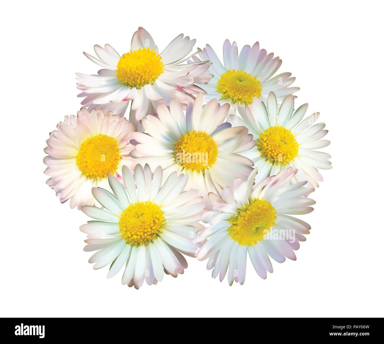Daisy flowers isolated, vector illustration Stock Vector Image & Art ...