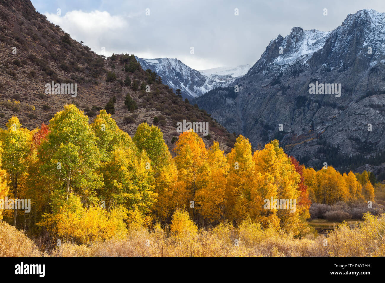 Aspen trees at their peak fall foliage, June Lake Loop, June Lake ...