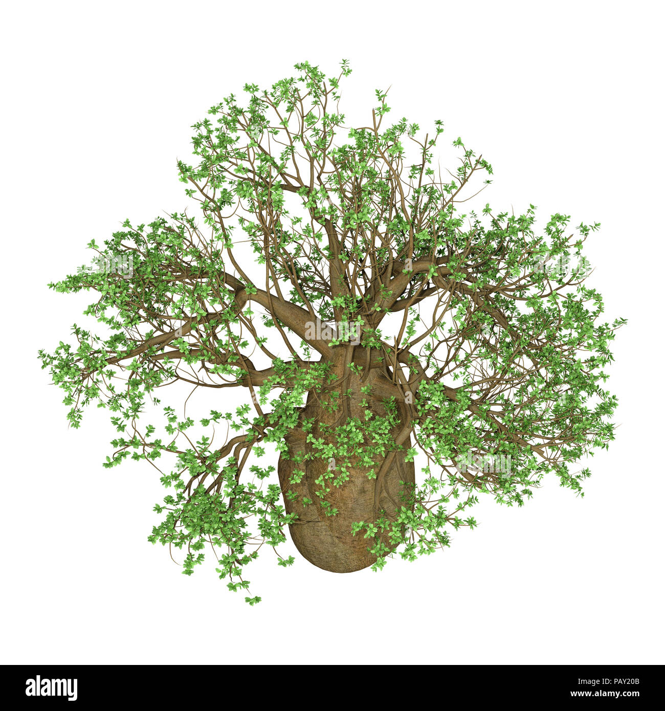 Giant baobab tree Cut Out Stock Images & Pictures - Alamy