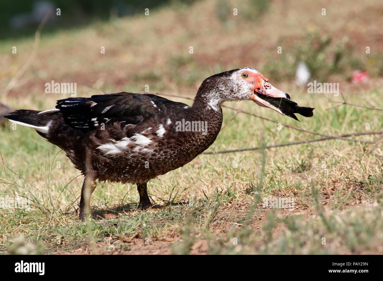a brown duck eats fish in the park Stock Photo - Alamy