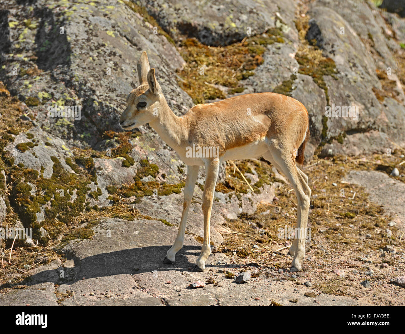Persian gazelle (Gazella subgutturosa subgutturosa). Baby Stock Photo ...