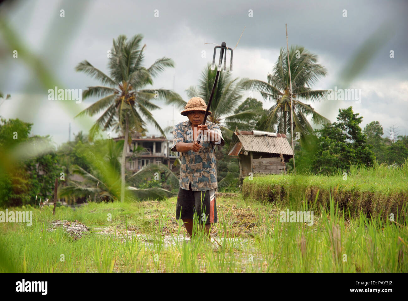 Man working in rice paddy field, Ubud, Bali, Indonesia Stock Photo - Alamy