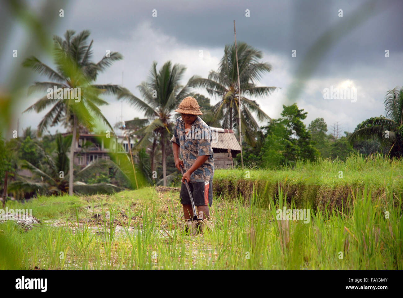 Man working in rice paddy field, Ubud, Bali, Indonesia Stock Photo - Alamy