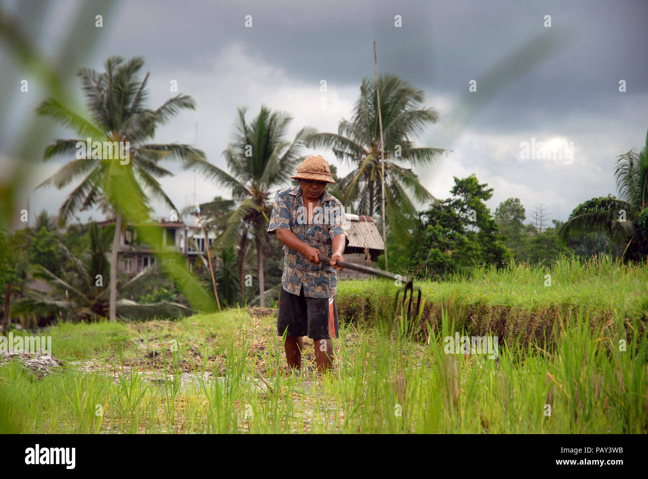 Paddy weed hi-res stock photography and images - Alamy