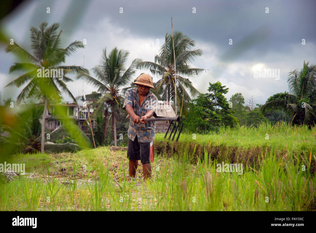Man working in rice paddy field, Ubud, Bali, Indonesia Stock Photo - Alamy