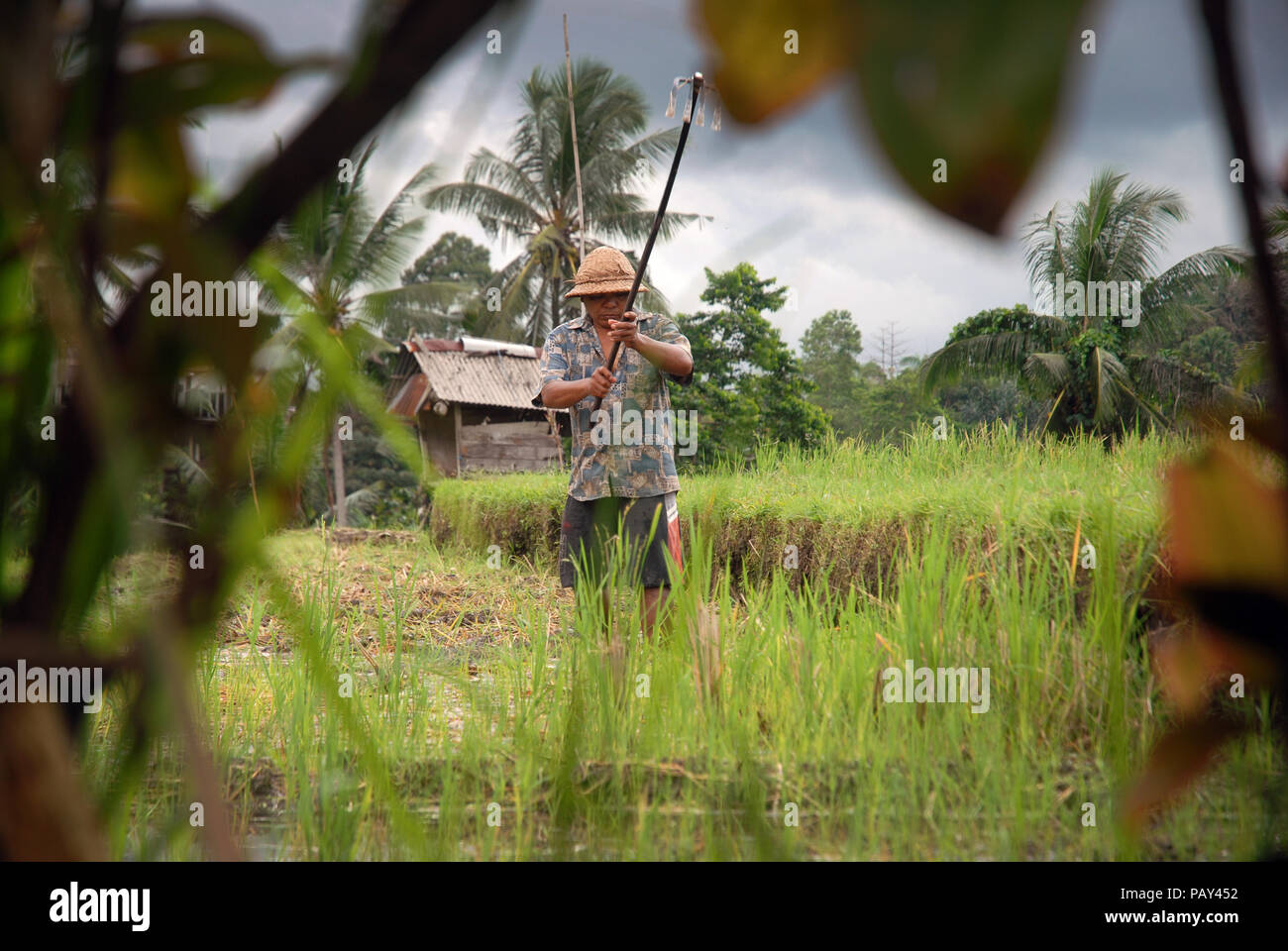 Man working in rice paddy field, Ubud, Bali, Indonesia Stock Photo - Alamy