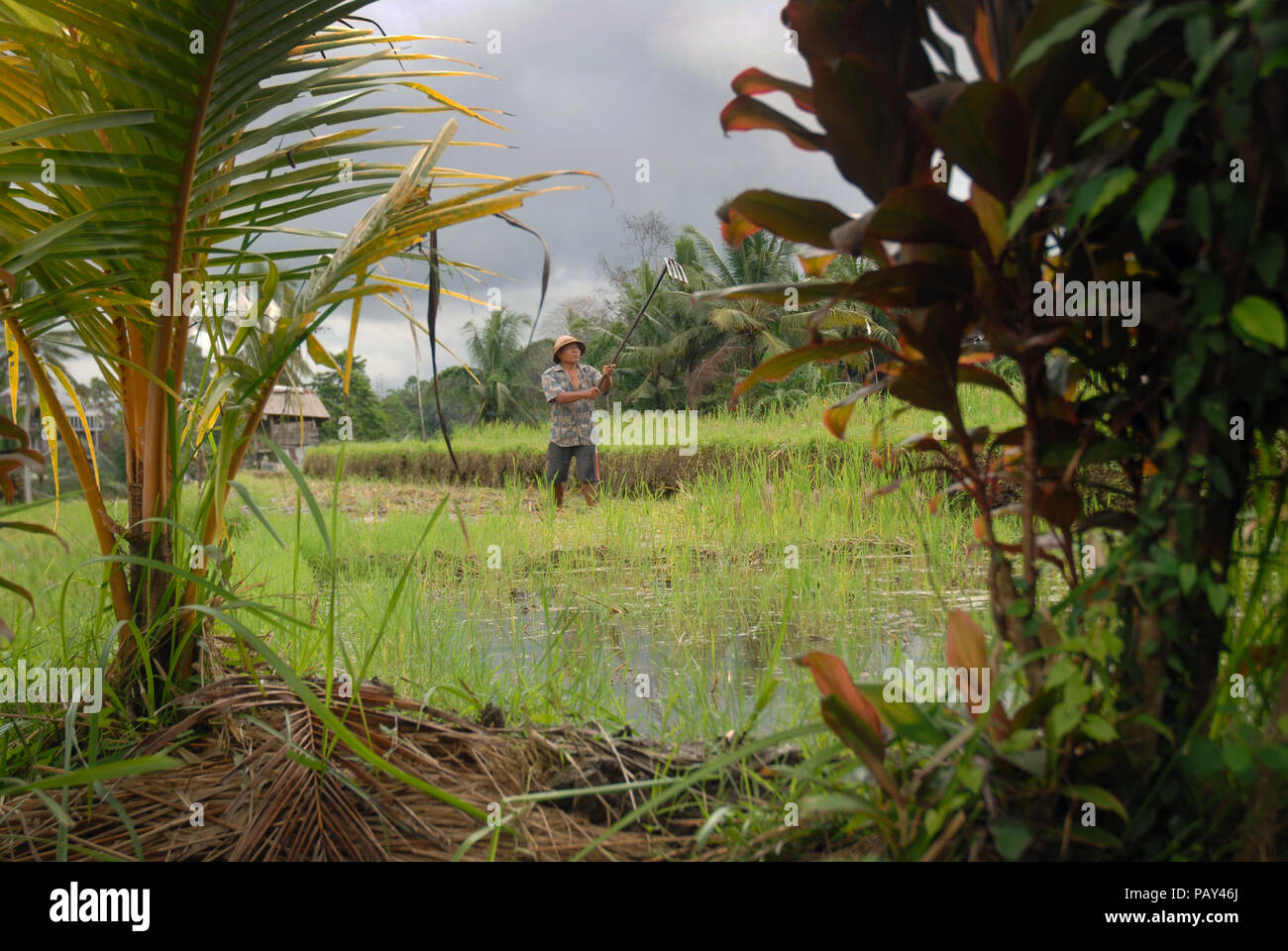 Man working in rice paddy field, Ubud, Bali, Indonesia Stock Photo - Alamy